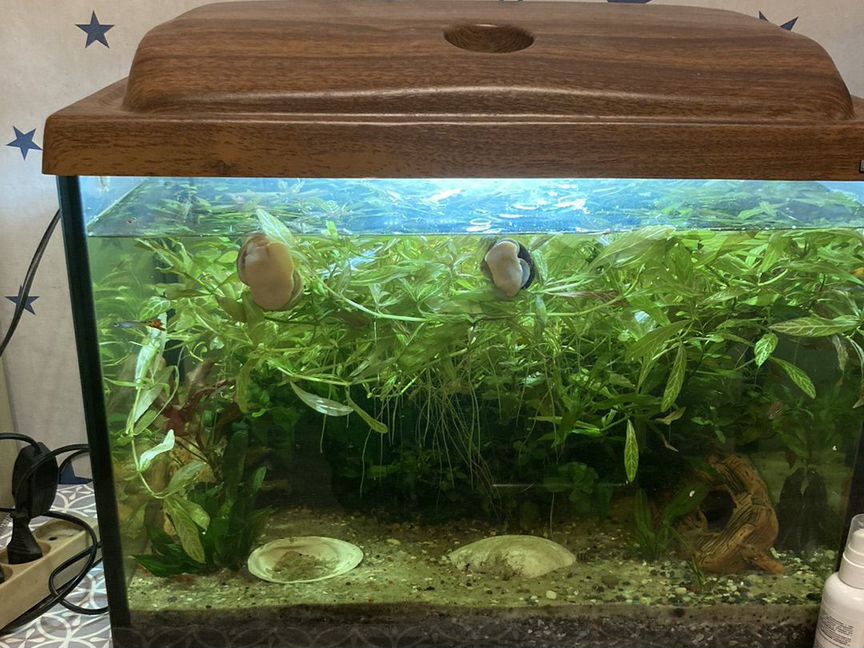 Аквариум с рыбками
