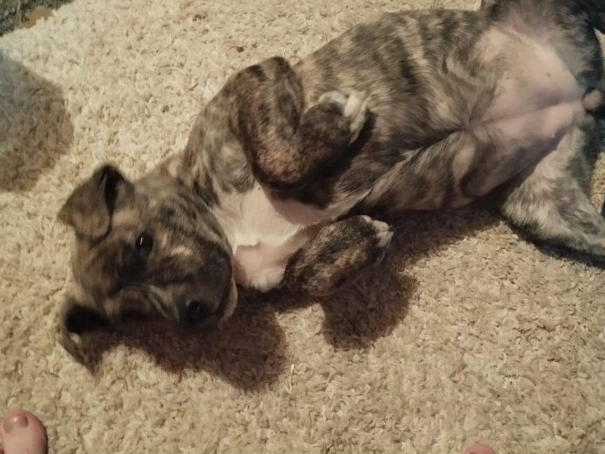 Собаки щенки