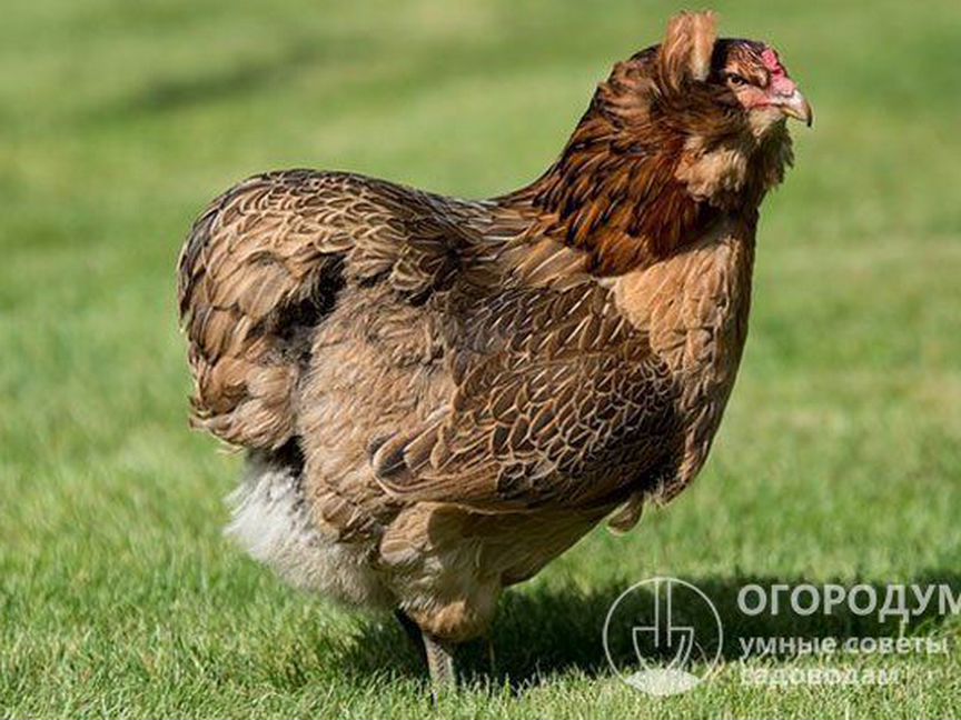 Куры араукана