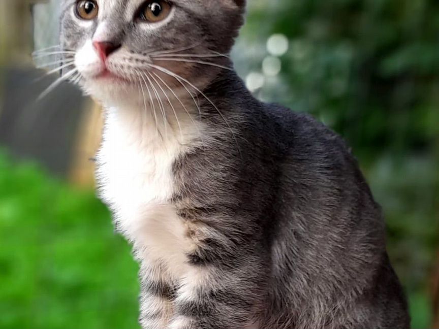 Котенок, мальчик 2,5 месяца ищет дом