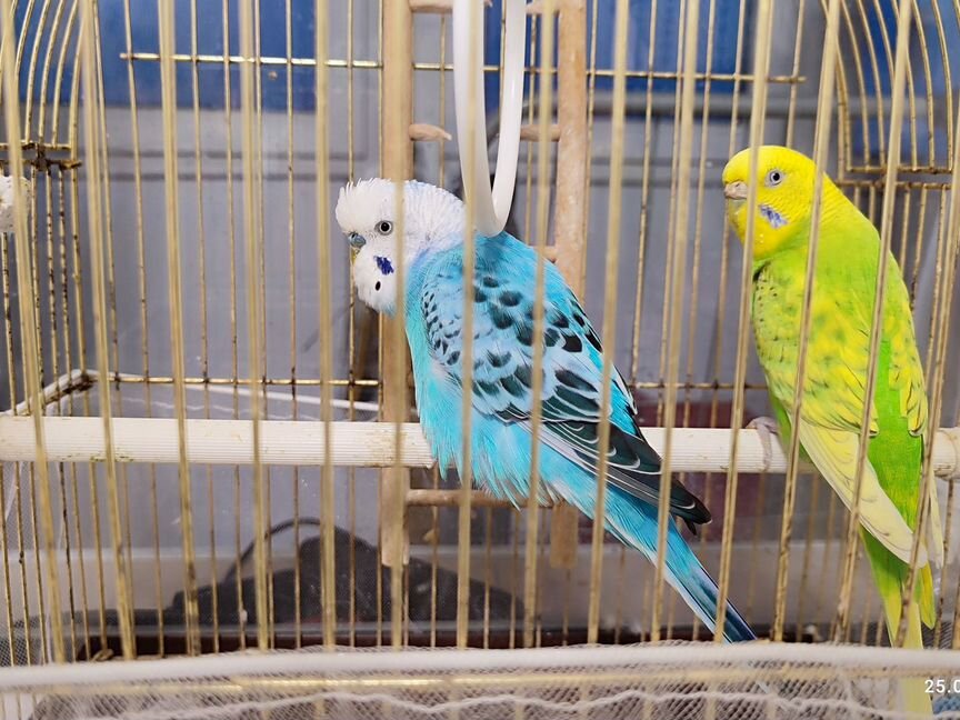 Пара волнистых попугаев