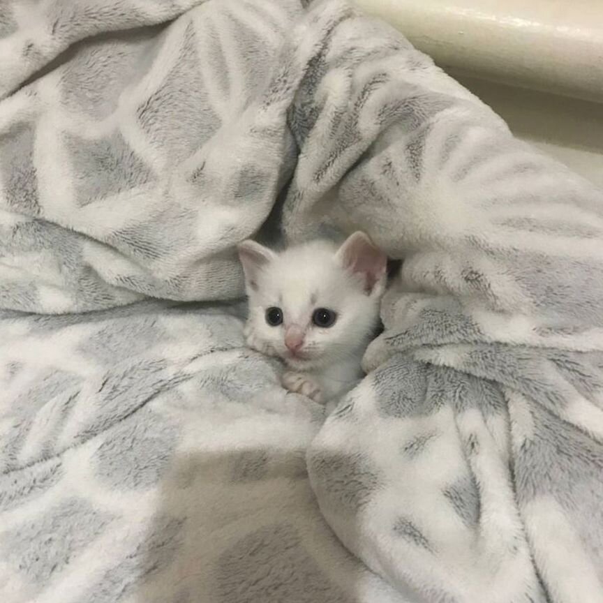 Котята в добрые руки бесплатно приучены к лотку