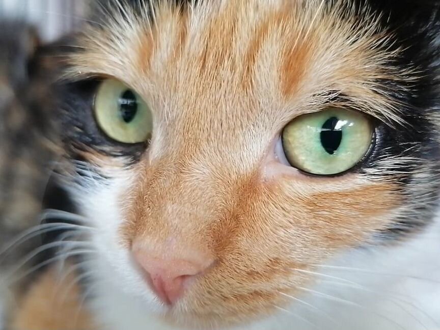 Трехцветная радость поделится своим счастьем:)