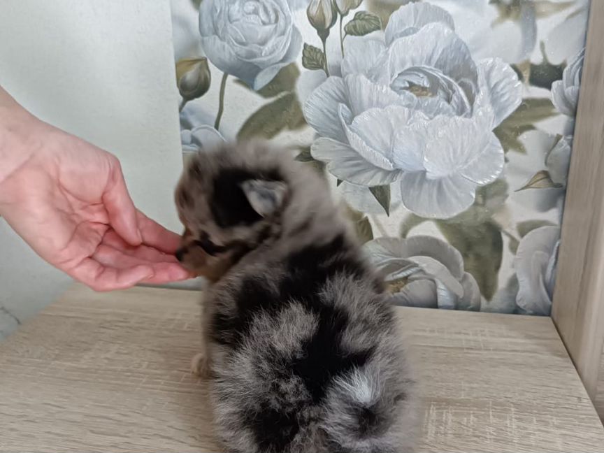 Щенки шпица, окрас мерль