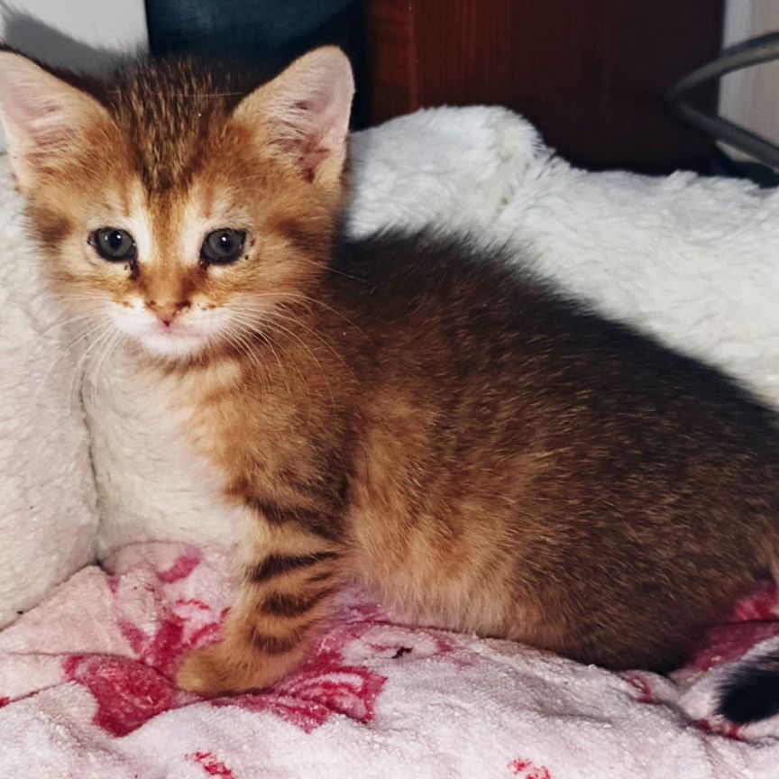 Котёнок в добрые руки