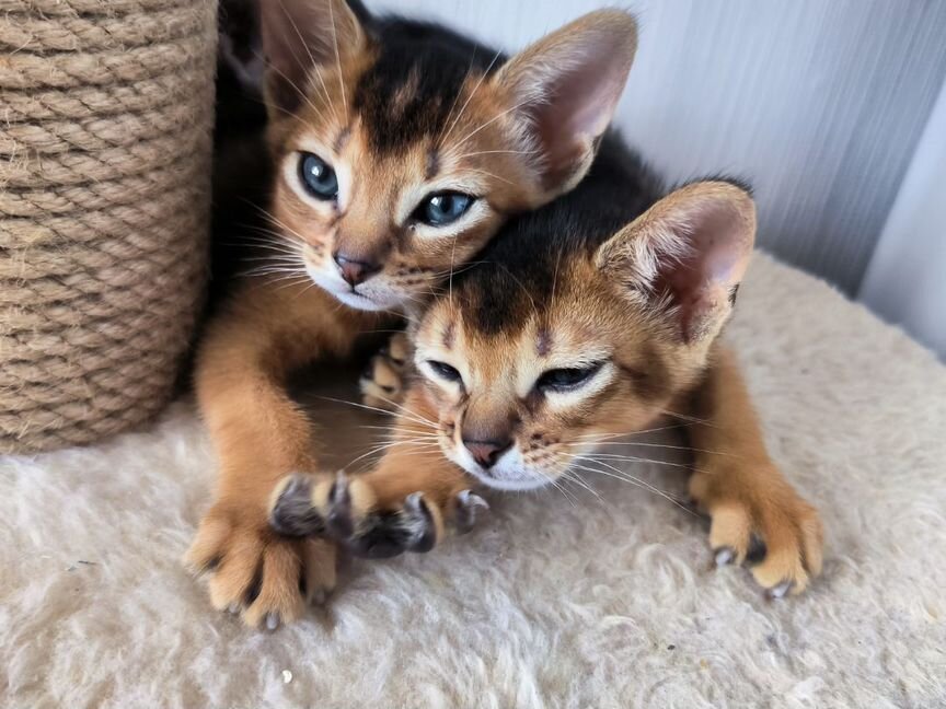 Абиссинские котята
