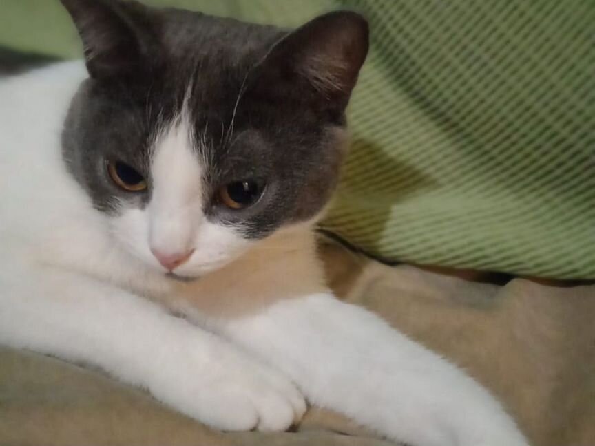 Кошечка умняша