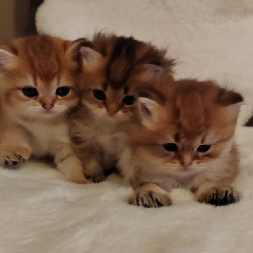 Шотландский прямоухий длинношёрстный котёнок