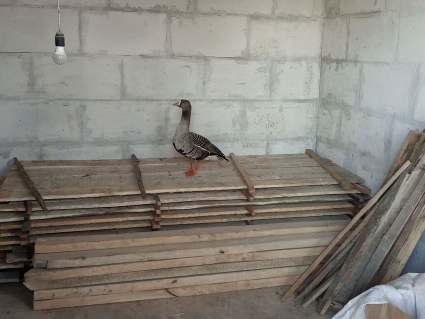 Гусь подсадной