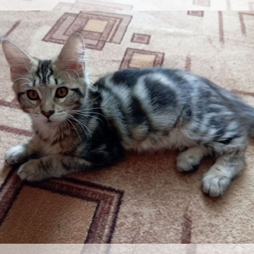 Мейн-кун котёнок