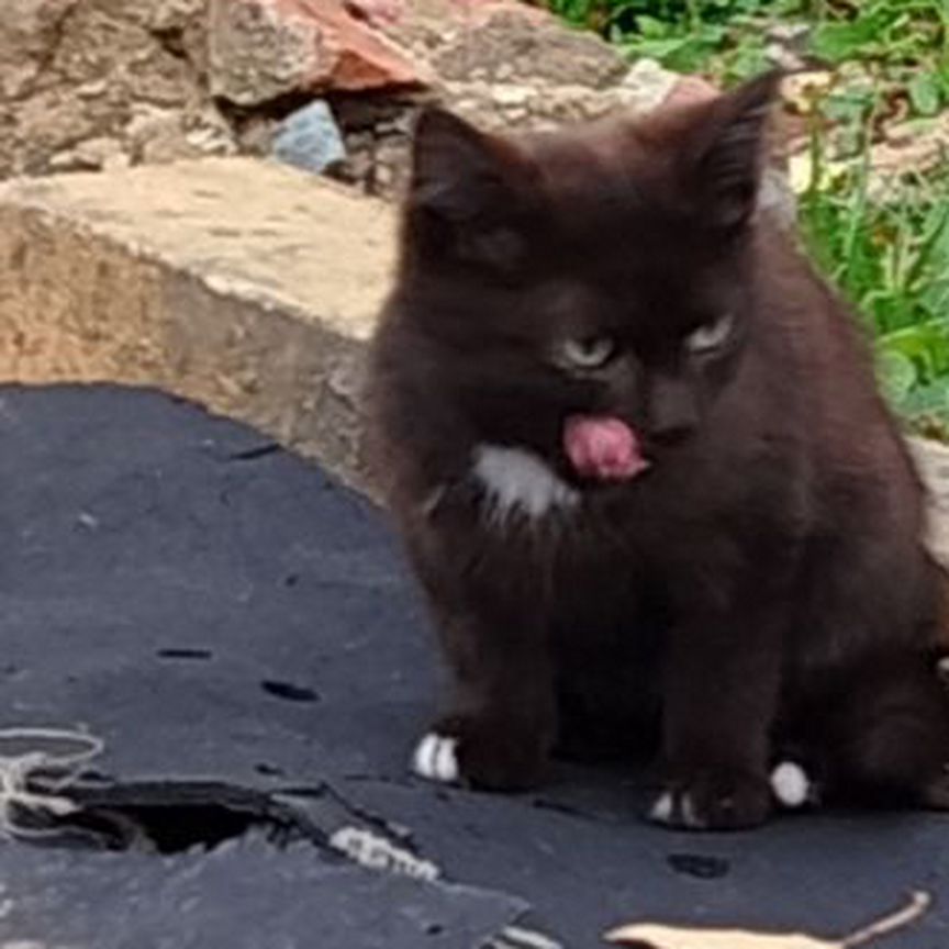 Котёнок в добрые руки