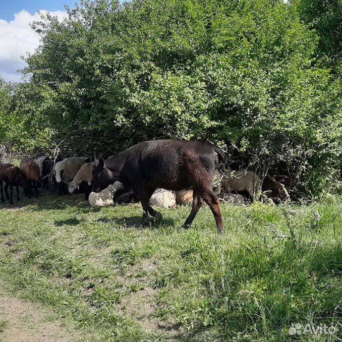 Продажа крс
