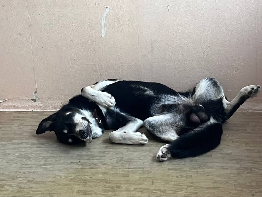 Собака в добрые руки