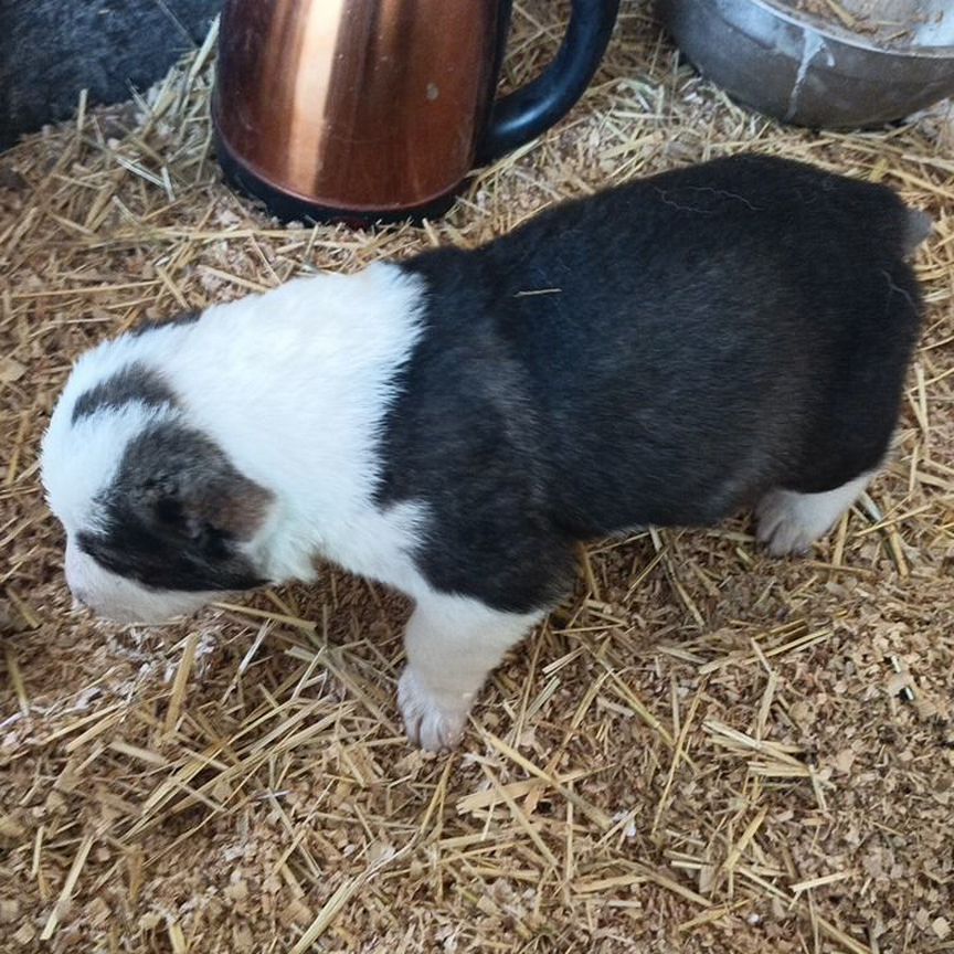 Предзаказ щенят