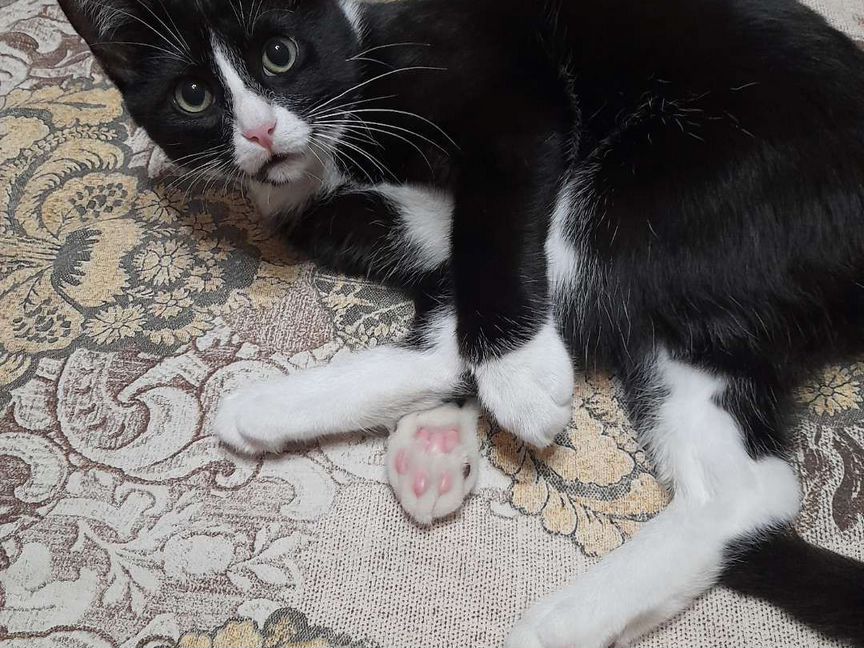 Котики бесплатно в добрые руки