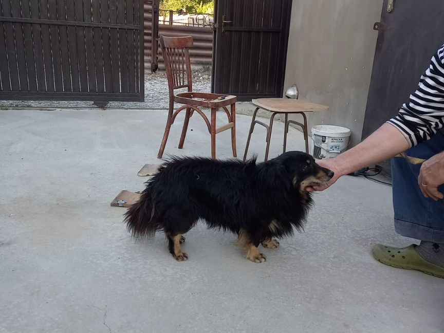 Добрый песик