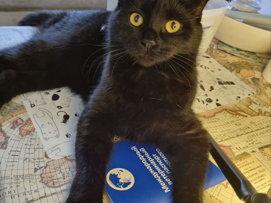 Черная Кошка