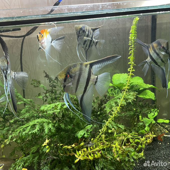 Скалярии, лабео, гурами