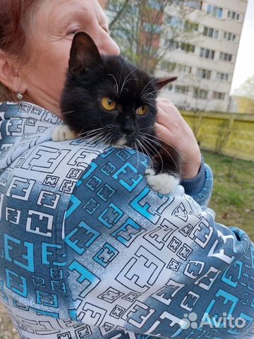 Кошечка ласточка