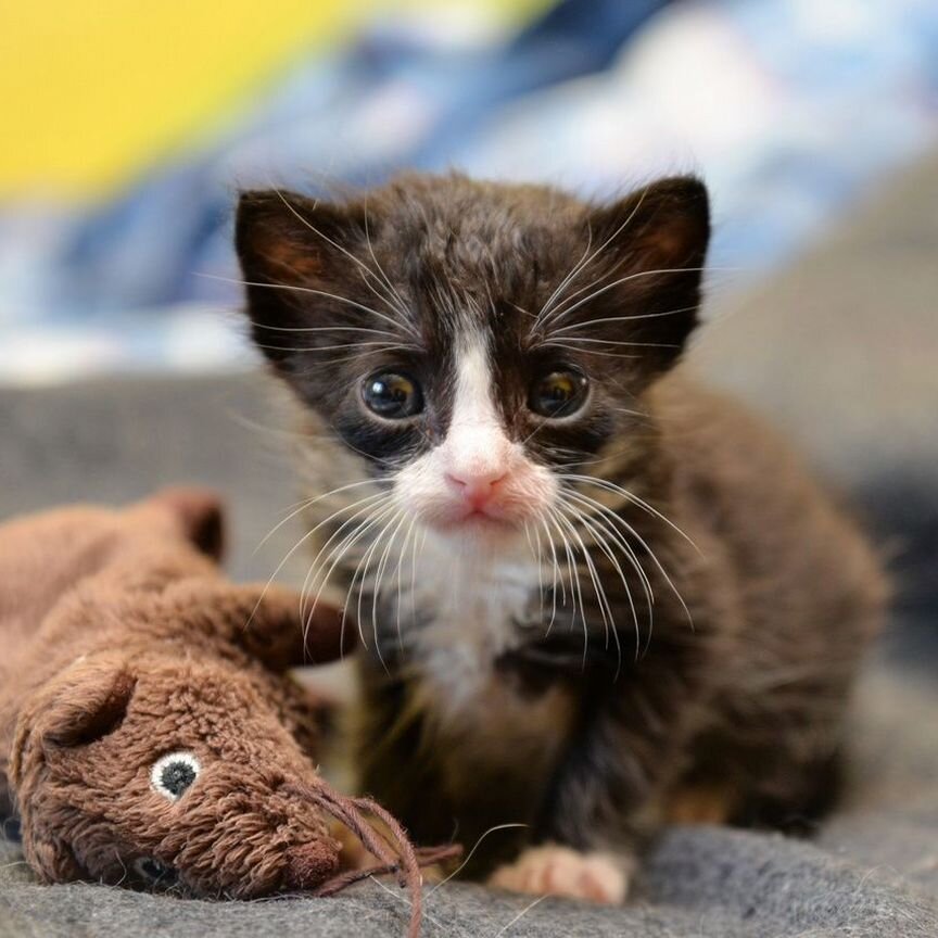 Обожающая людей малышка, котенок, девочка, 2,5 мес