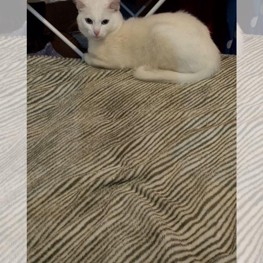 Котята обычные