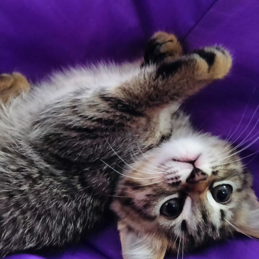 Кошечка 1,5 мес