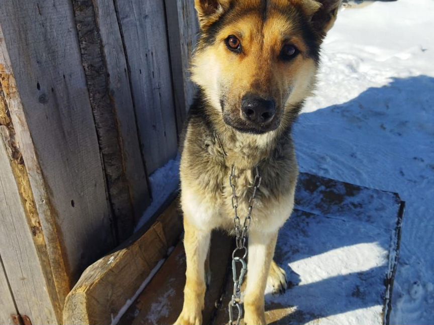 Собака в добрые руки