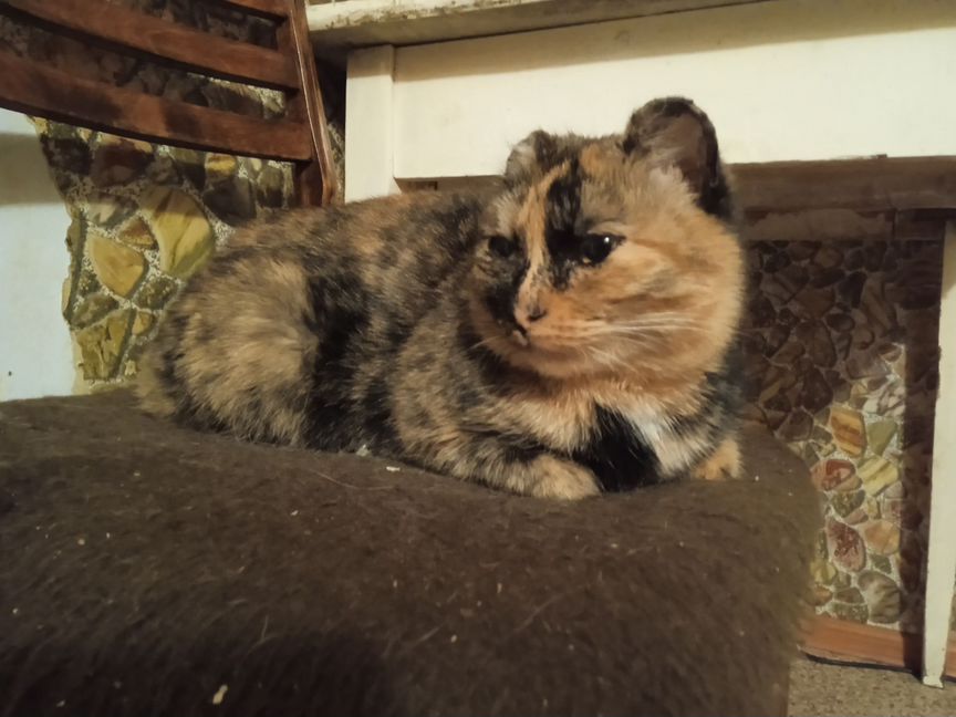 Кошечка окрас черепаховый