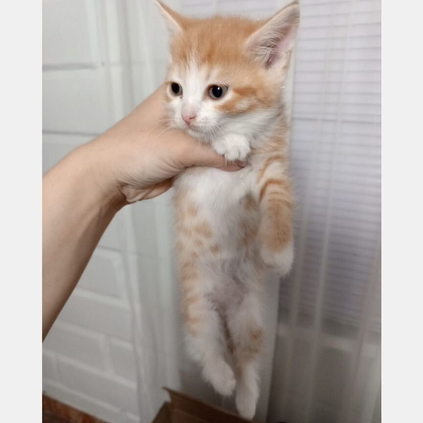 Рыжая кошечка