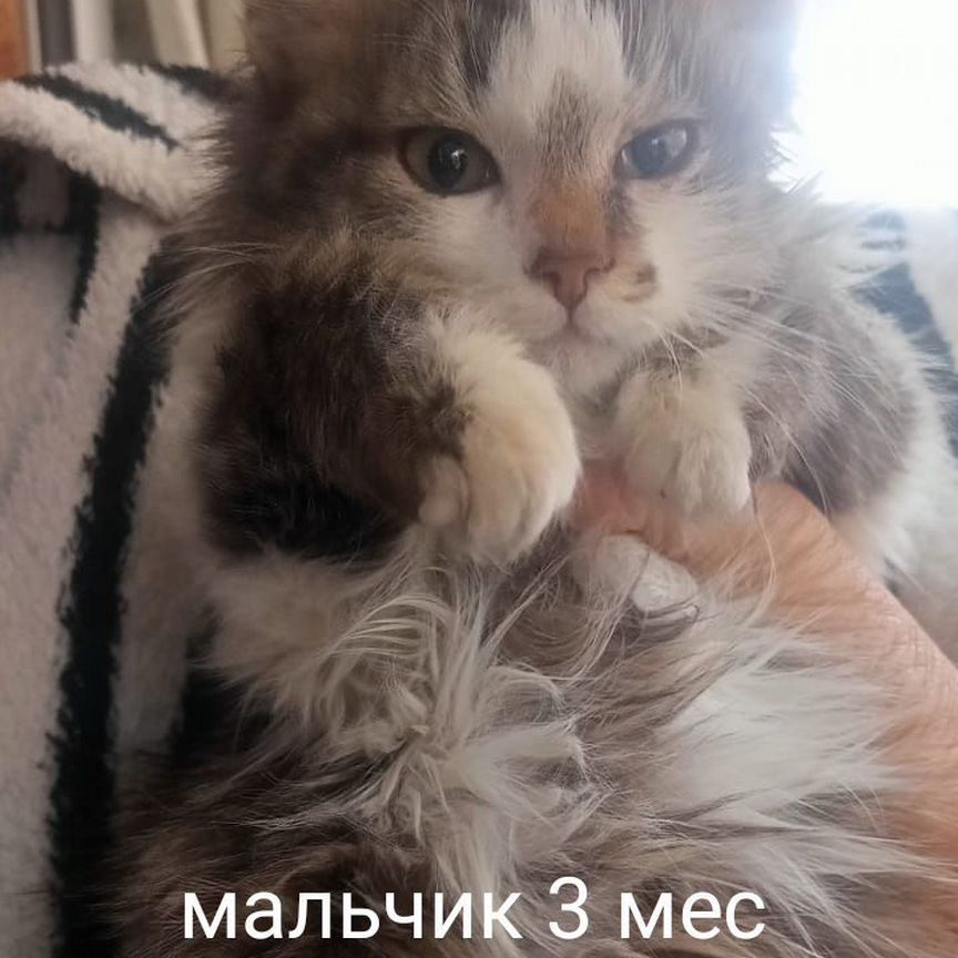 Котята пушистики 3 мес мальчик