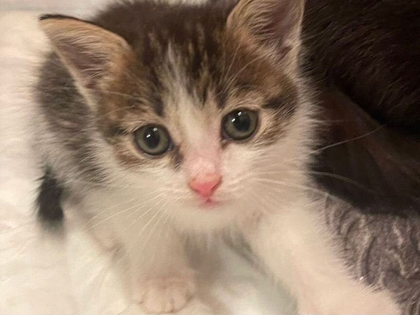 Котенок 1.5 месяца в семью