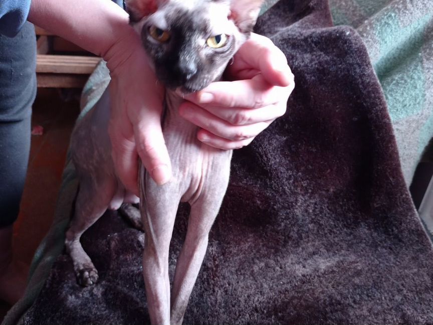 Котята канадского сфинкса