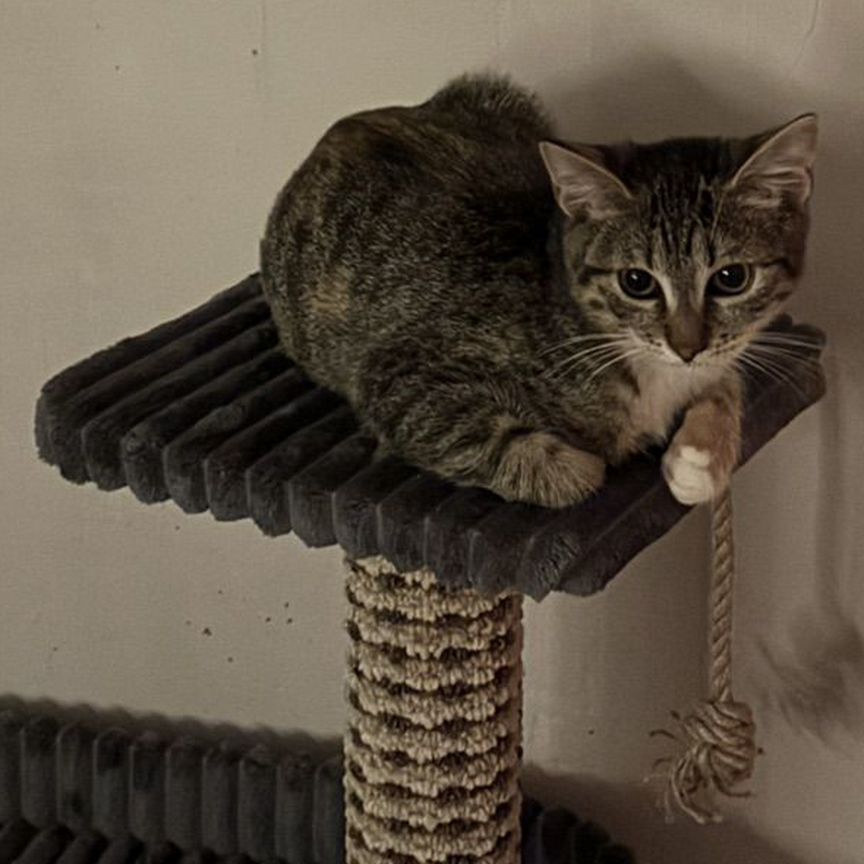 Котеное в добрые руки