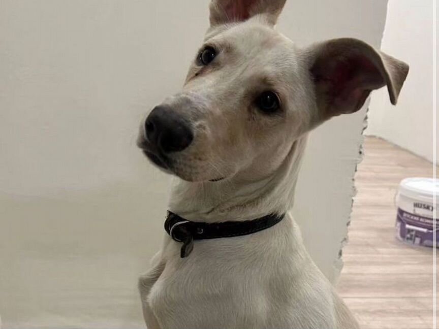 Очаровательный щенок подросток ищет дом