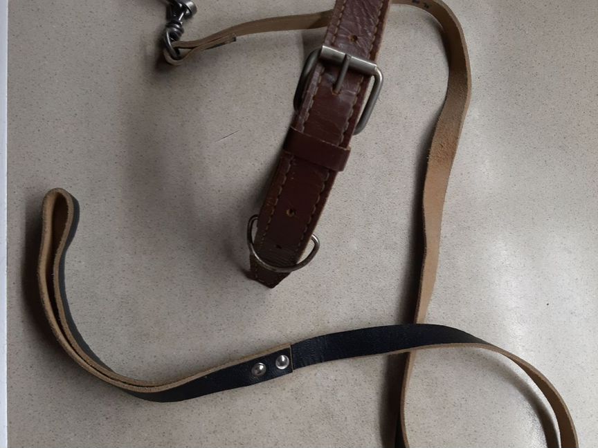 Поводок для собак