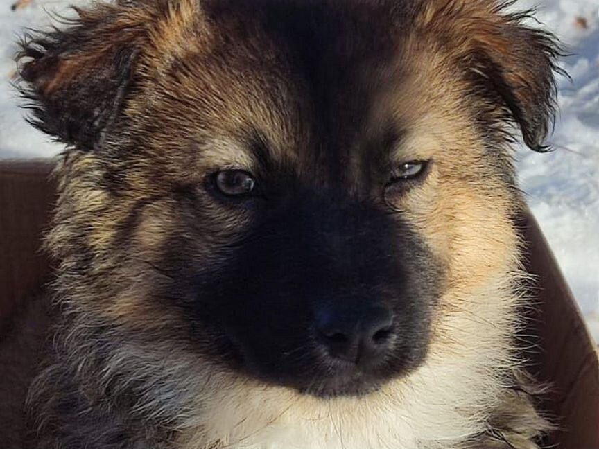 Пушистая красавица Машка доброму человеку