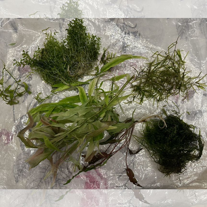 Аквариумные растения прополка