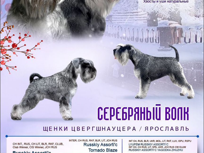 Цвергшнауцер п/с
