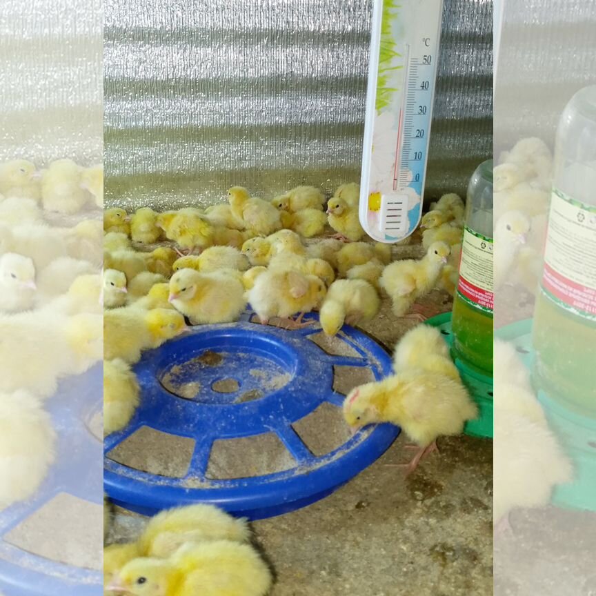 Продажа перепела, всех вида, инкубационные яицо