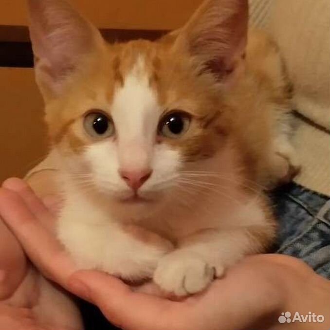 Рыжее солнышко (котенок) будет сиять в вашем доме