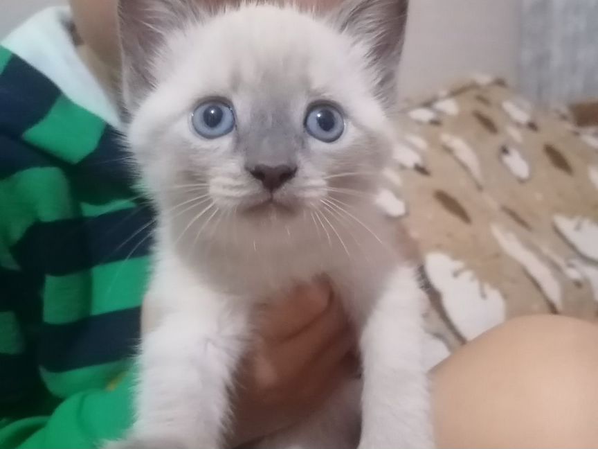 Сиамские котята