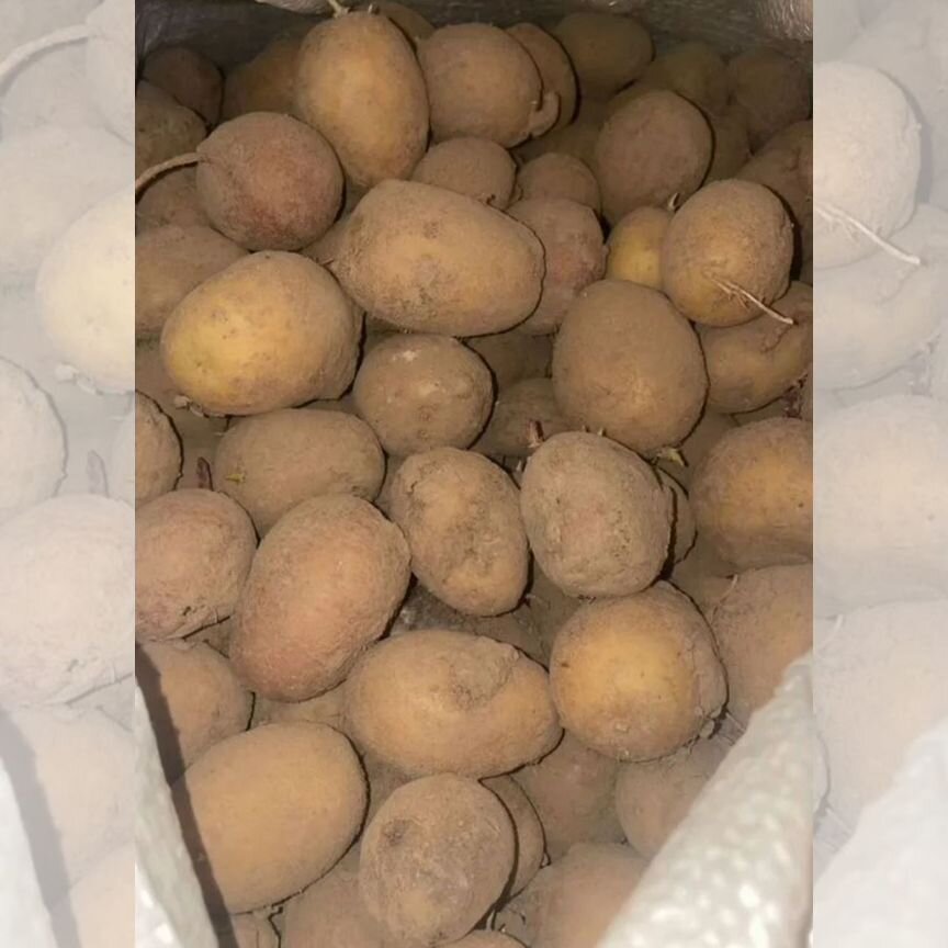 Картофель на корм скоту