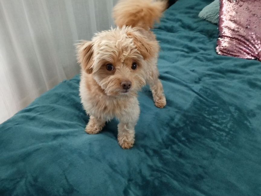 Случка мальтипу