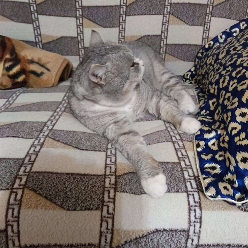 Котик