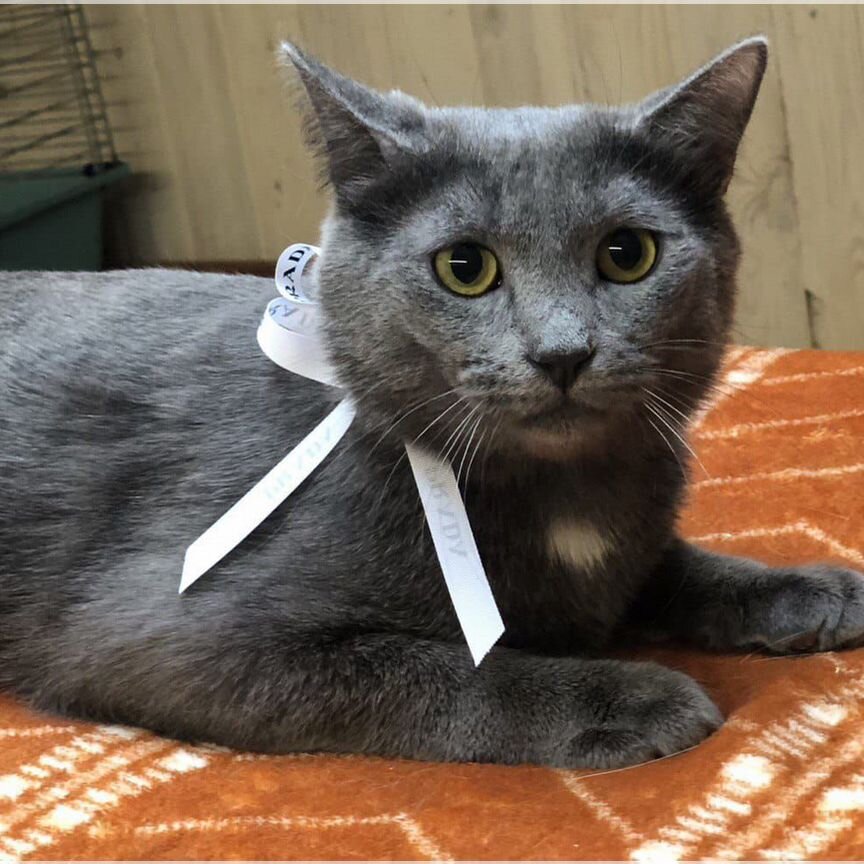 Котёнок подросток Принц