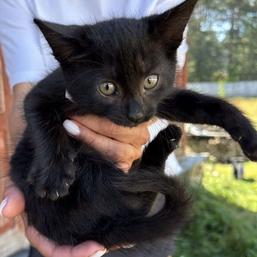 Черный котенок мальчик