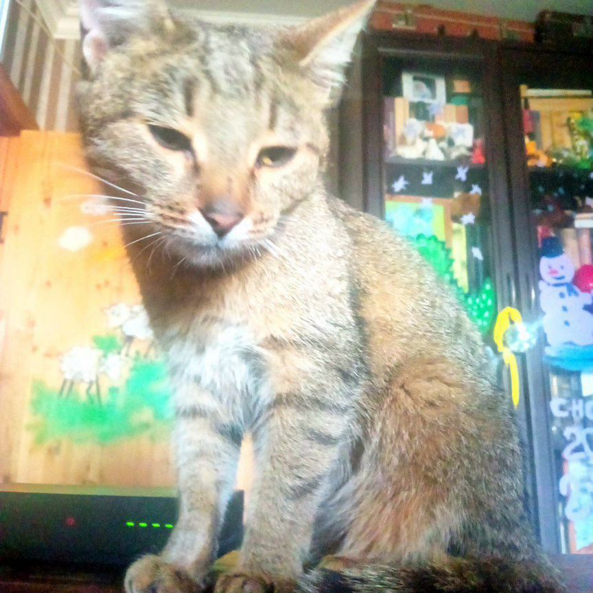 Кошка в добрые руки