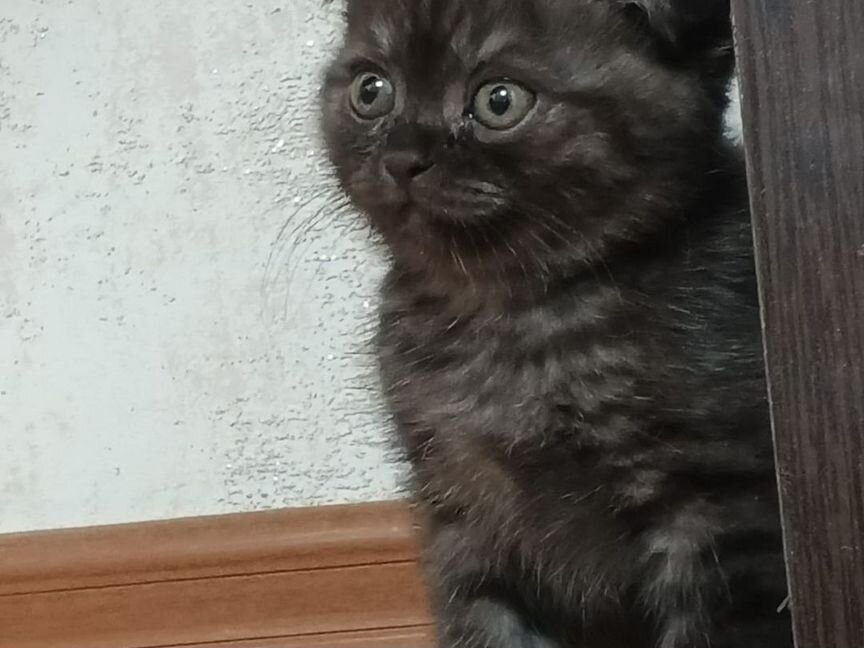 Шотландский кот