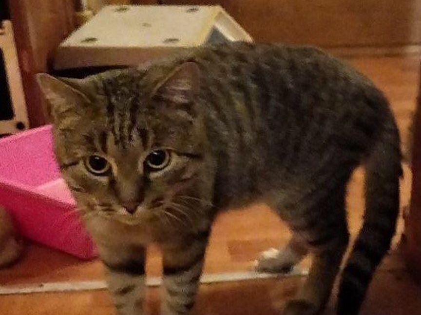 Кот в добрые руки