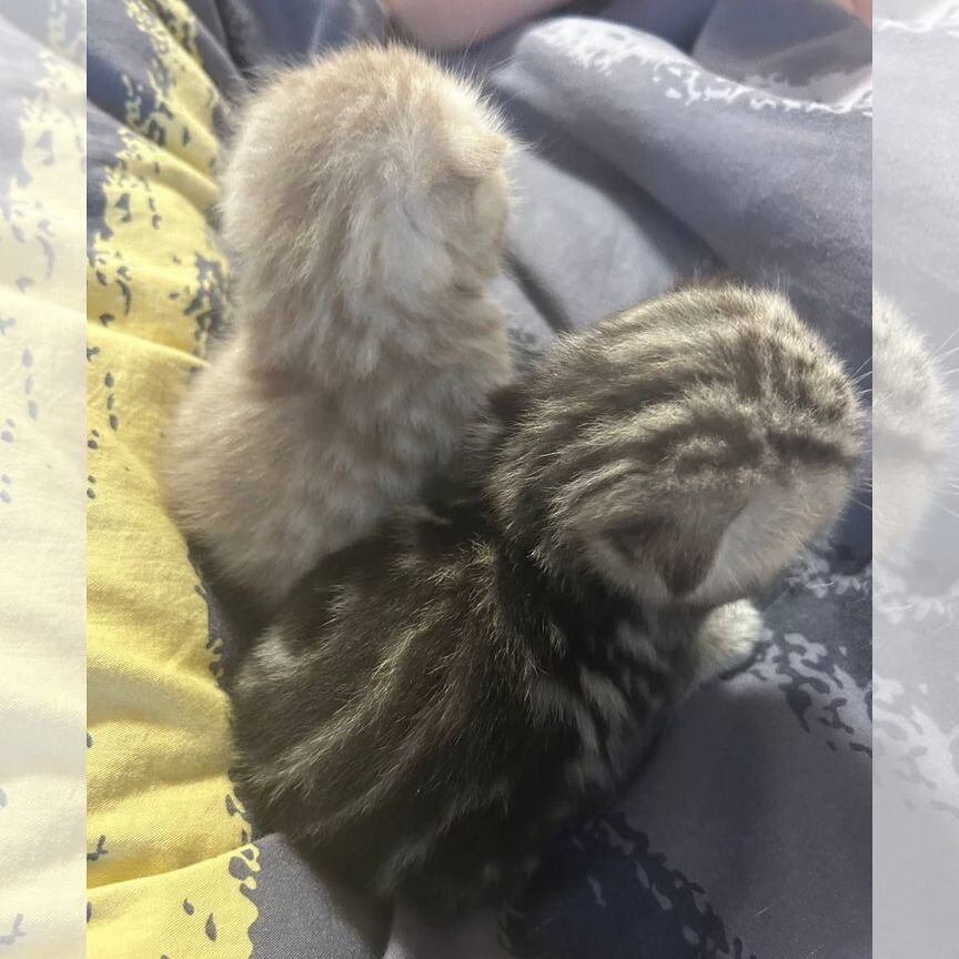 Шотландский вислоухий короткошёрстный котёнок